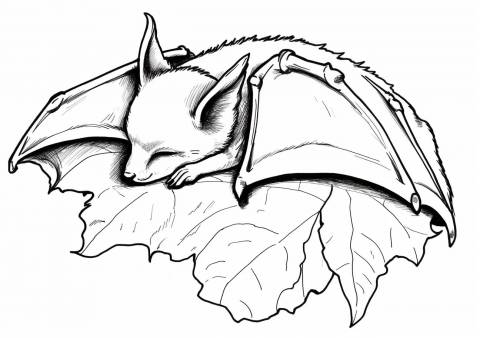 Bat — Coloring Pages: Free & Printable